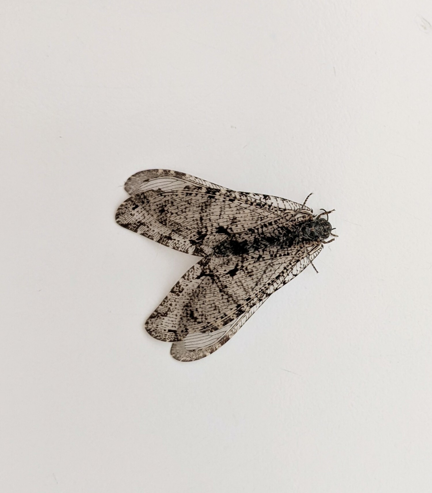 Polystoechotes punctata (Fabricius, 1793)