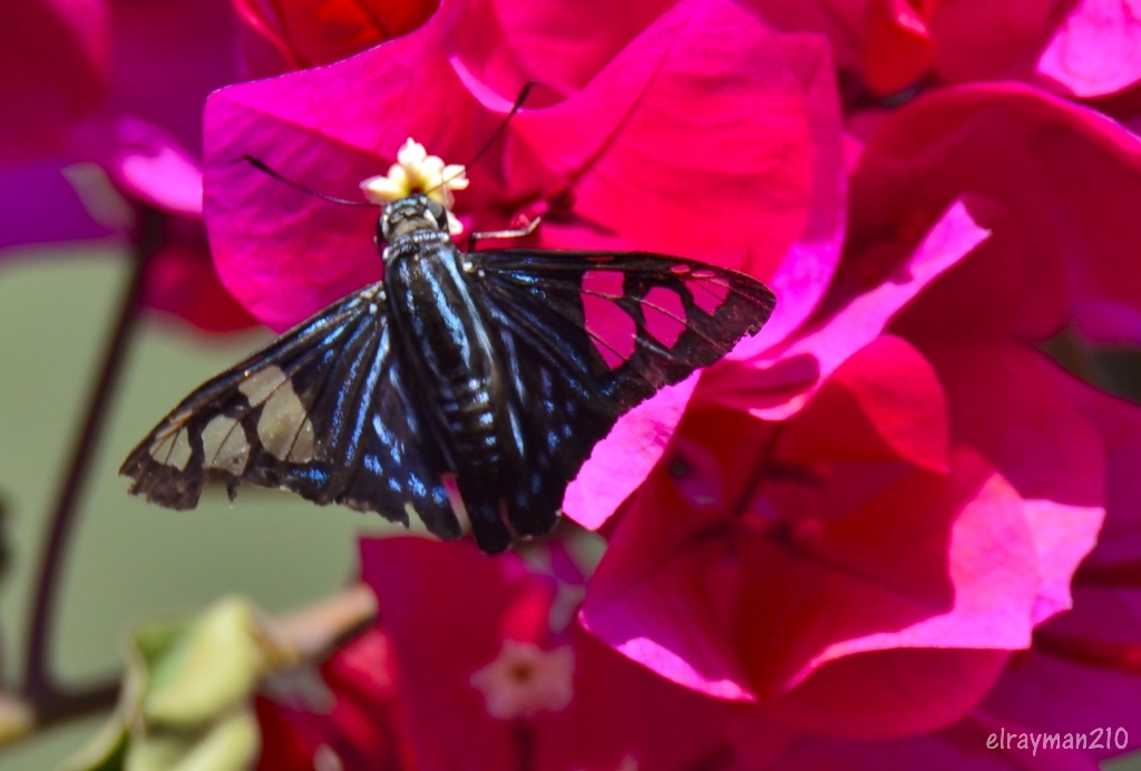 Phocides pigmalion (Cramer, 1779)