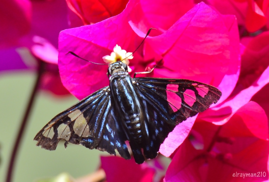 Phocides pigmalion (Cramer, 1779)