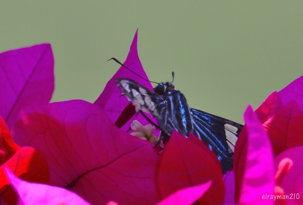 Phocides pigmalion (Cramer, 1779)