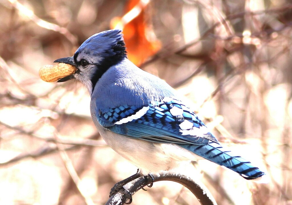 Blue Jay from St. Catharines, ON, Canada on April 07, 2023 at 10:19 AM ...