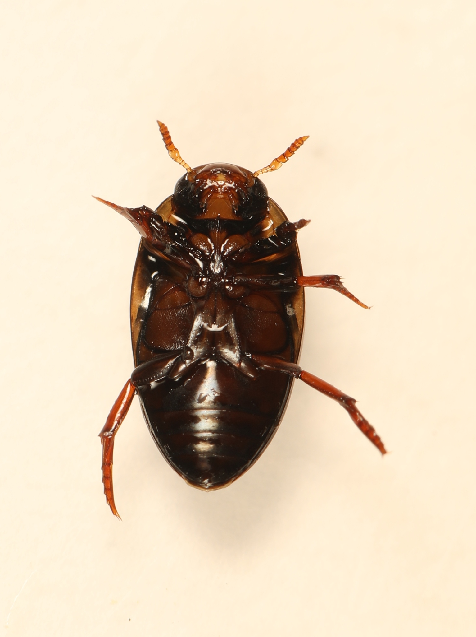Noterus clavicornis (De Geer, 1774)
