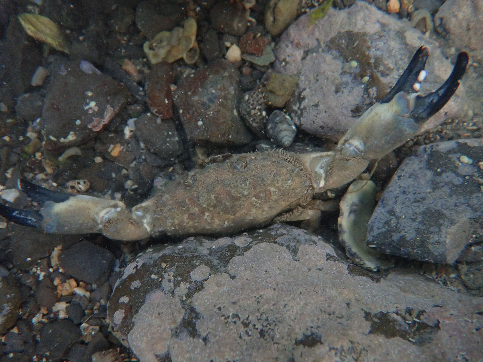 Leptodius sanguineus (H.Milne Edwards, 1834)