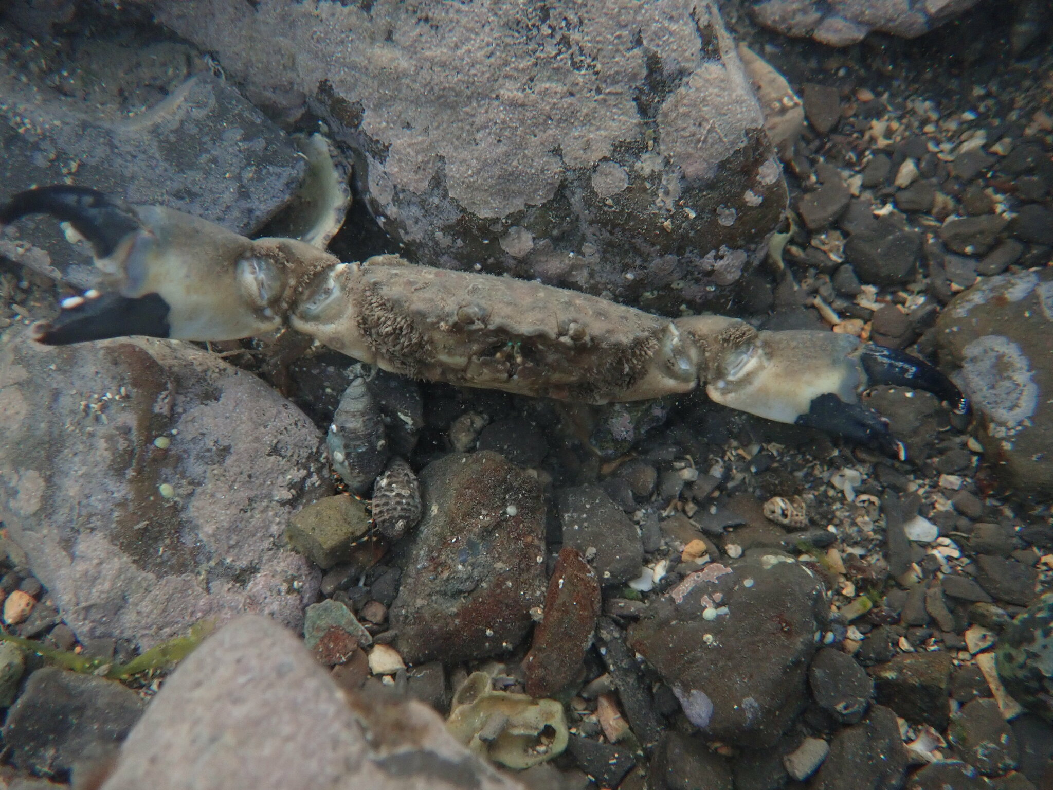 Leptodius sanguineus (H.Milne Edwards, 1834)