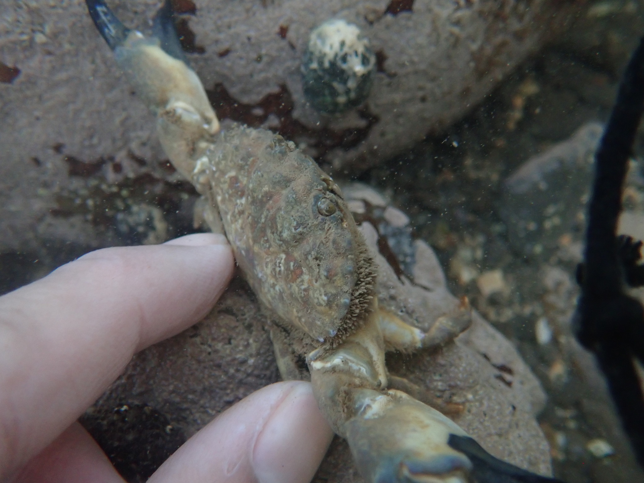 Leptodius sanguineus (H.Milne Edwards, 1834)