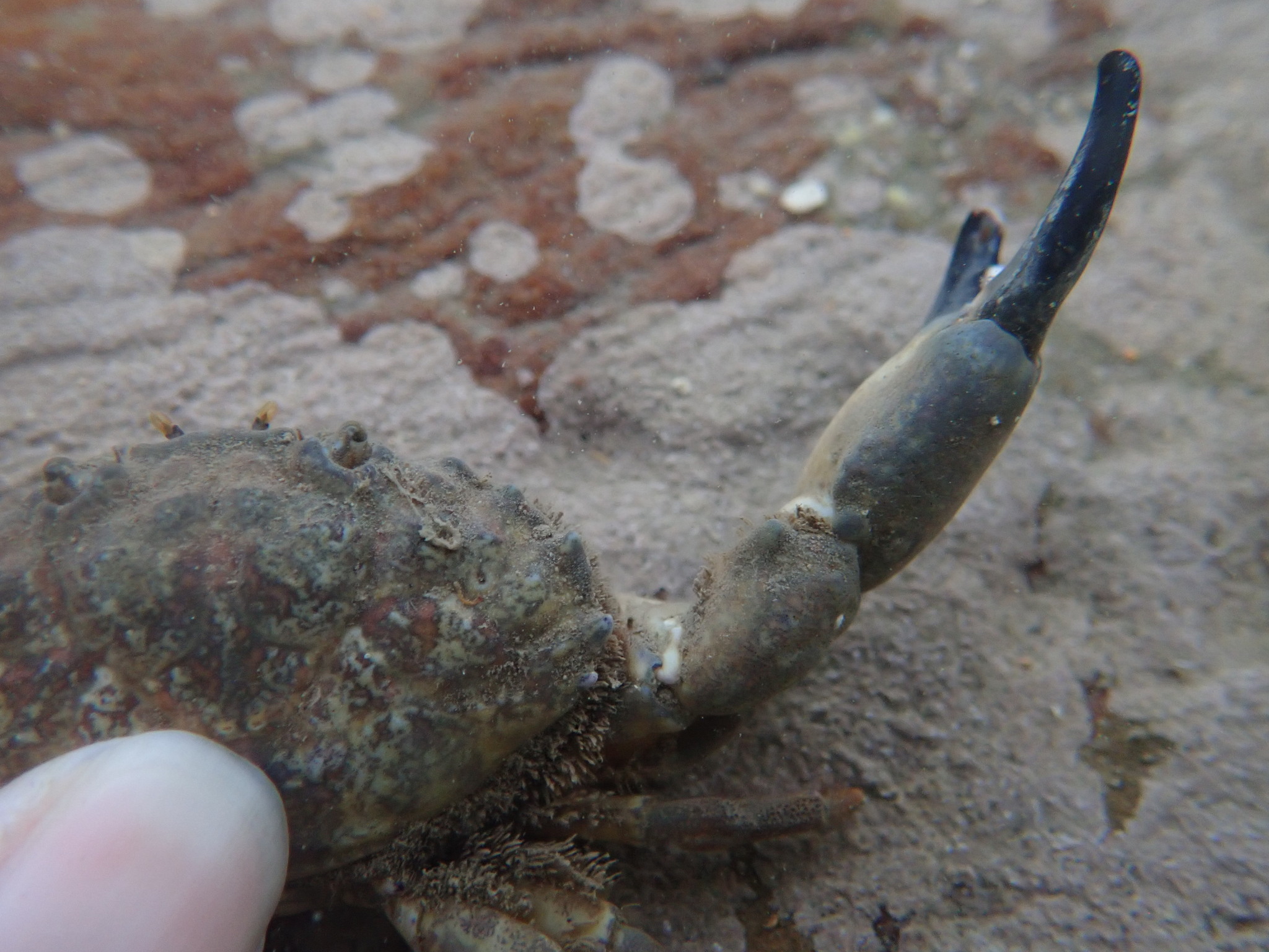 Leptodius sanguineus (H.Milne Edwards, 1834)