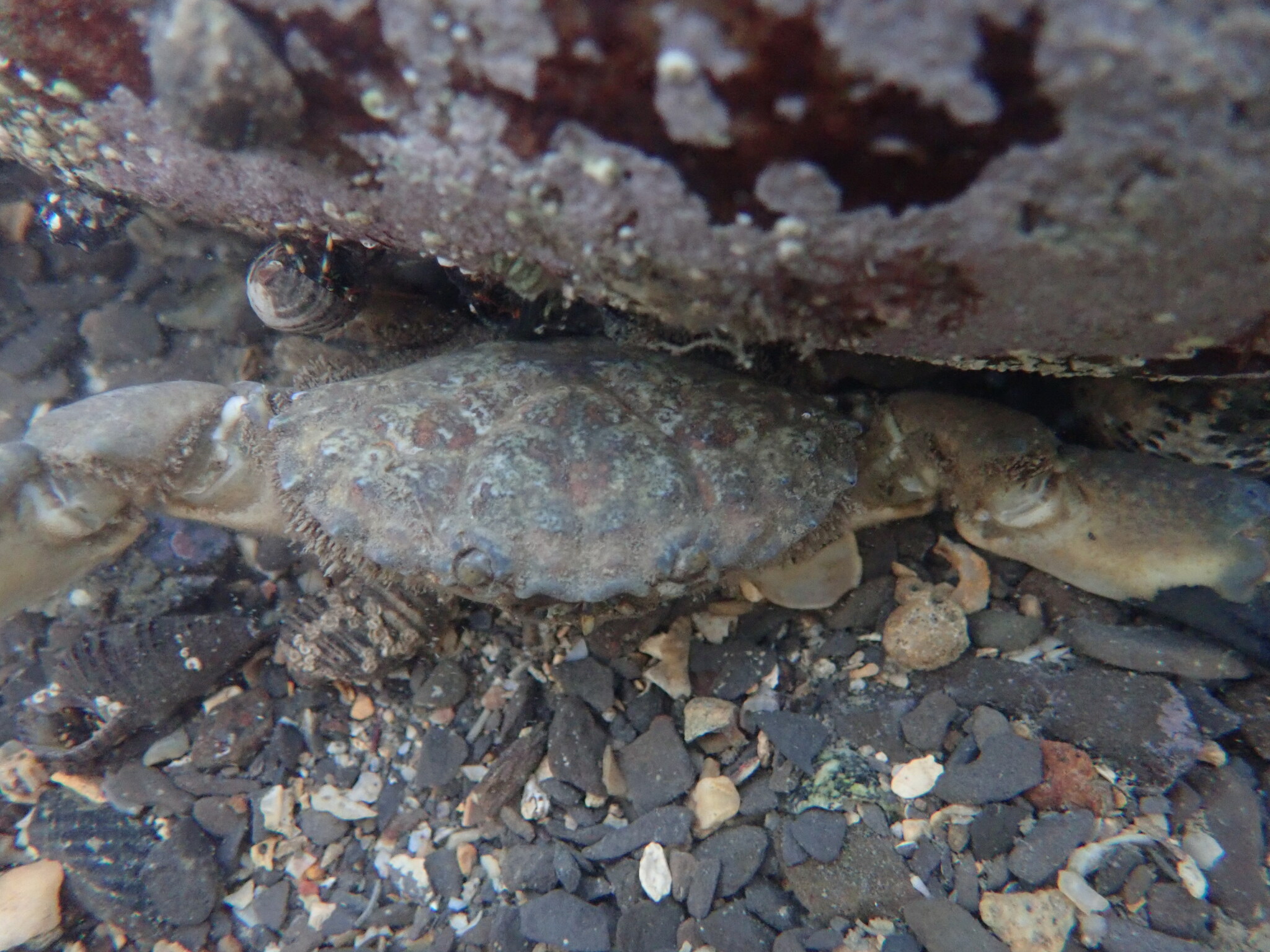 Leptodius sanguineus (H.Milne Edwards, 1834)