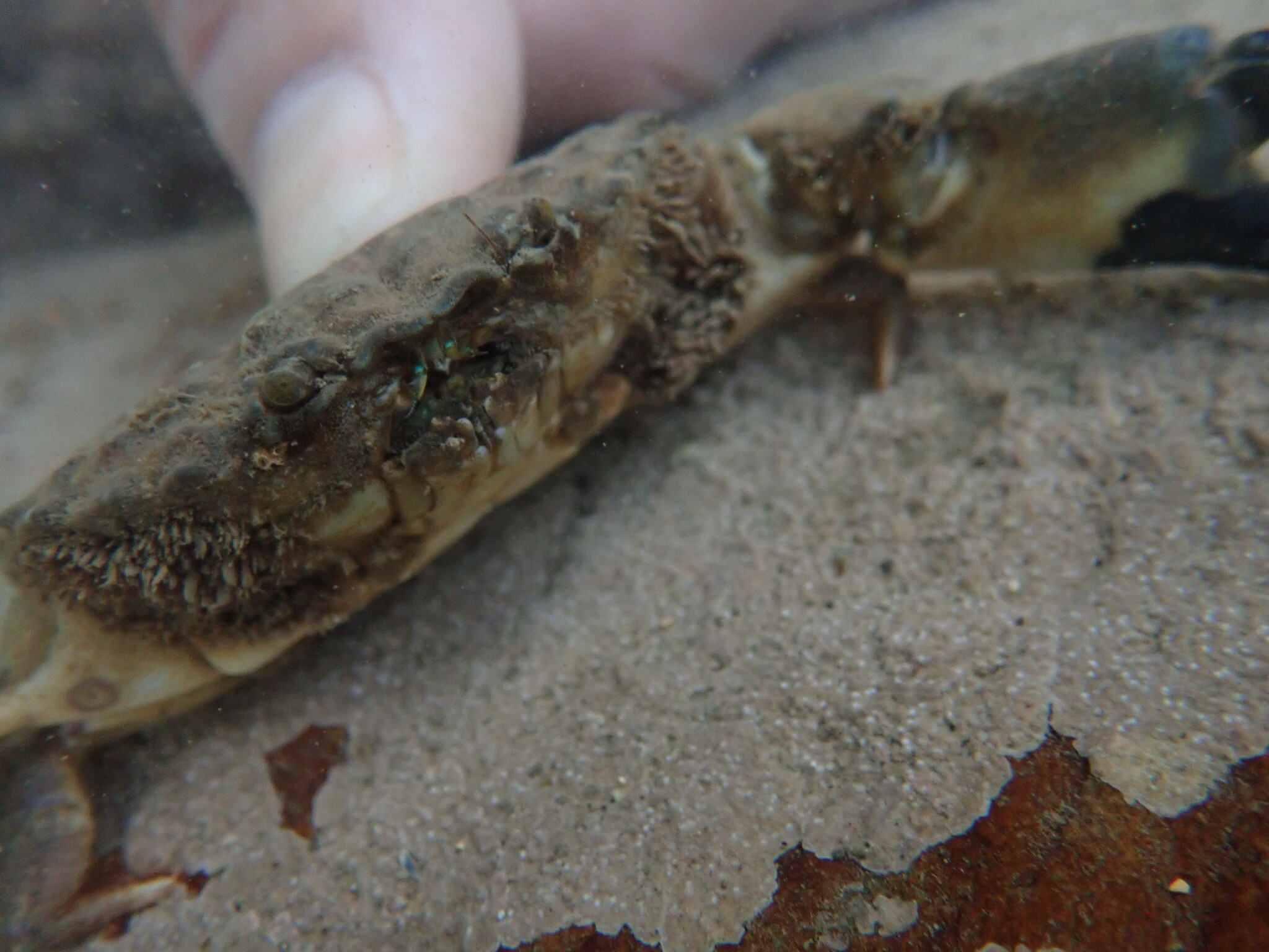 Leptodius sanguineus (H.Milne Edwards, 1834)