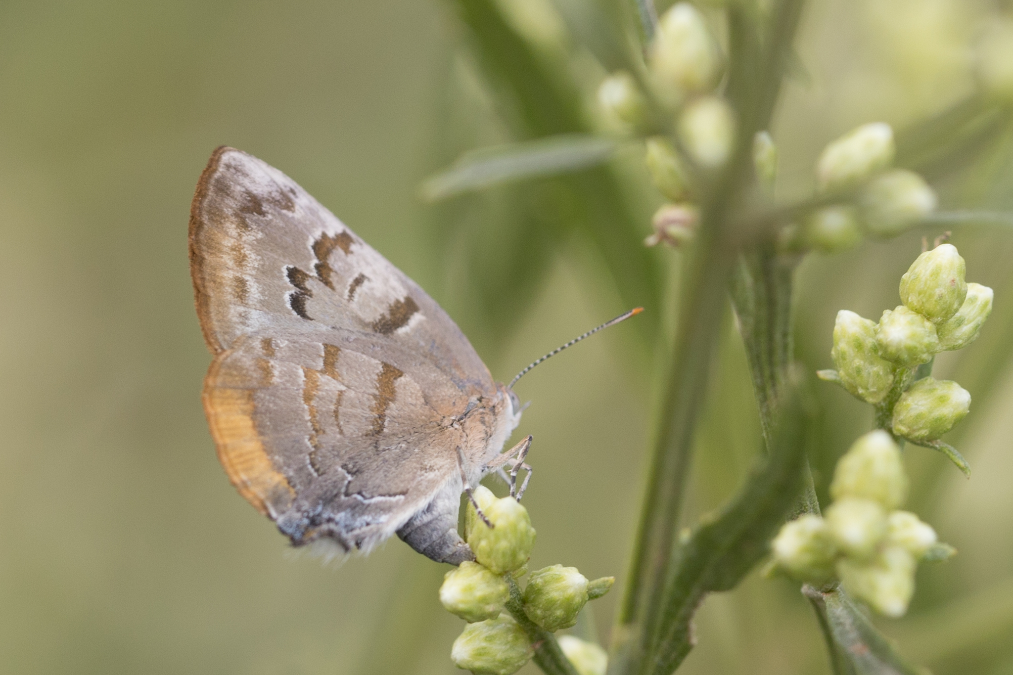 Rekoa palegon (Cramer, 1780)