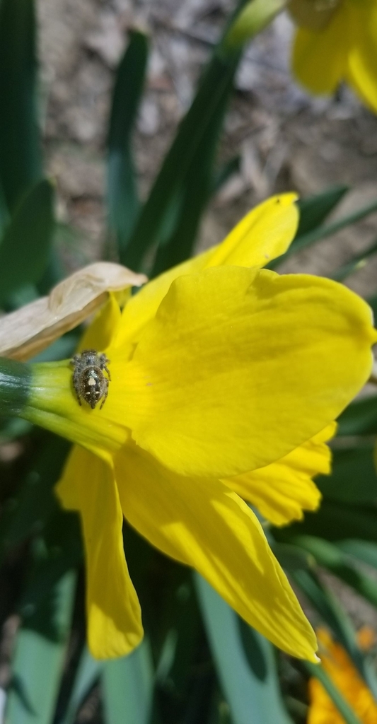 Bold Jumping Spider from Weiser, ID 83672, USA on April 9, 2023 at 03: ...