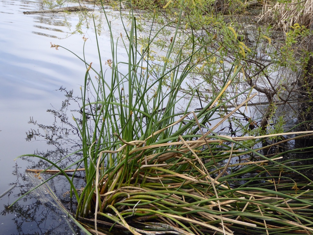 California bulrush from Tijuana River Valley, San Diego, CA, USA on ...