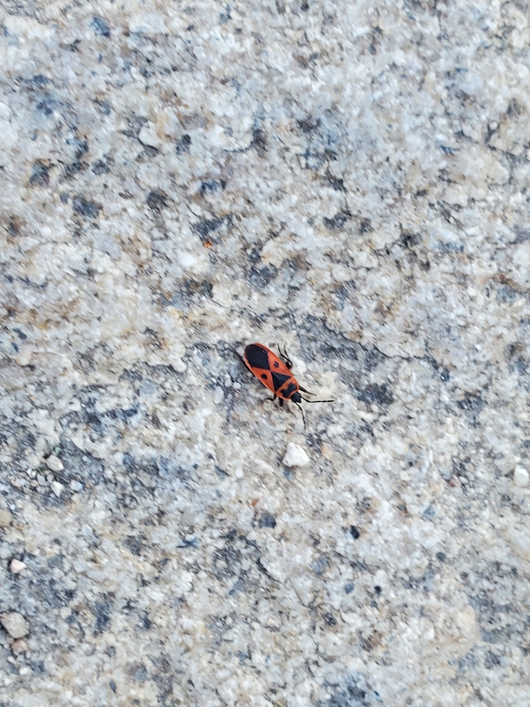 Mediterranean red bug from 45002 Toledo, Spain on April 08, 2023 at 08: ...