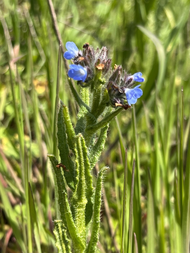 small bugloss from Ensdorf, Saarland, DE on April 09, 2023 at 02:06 PM ...