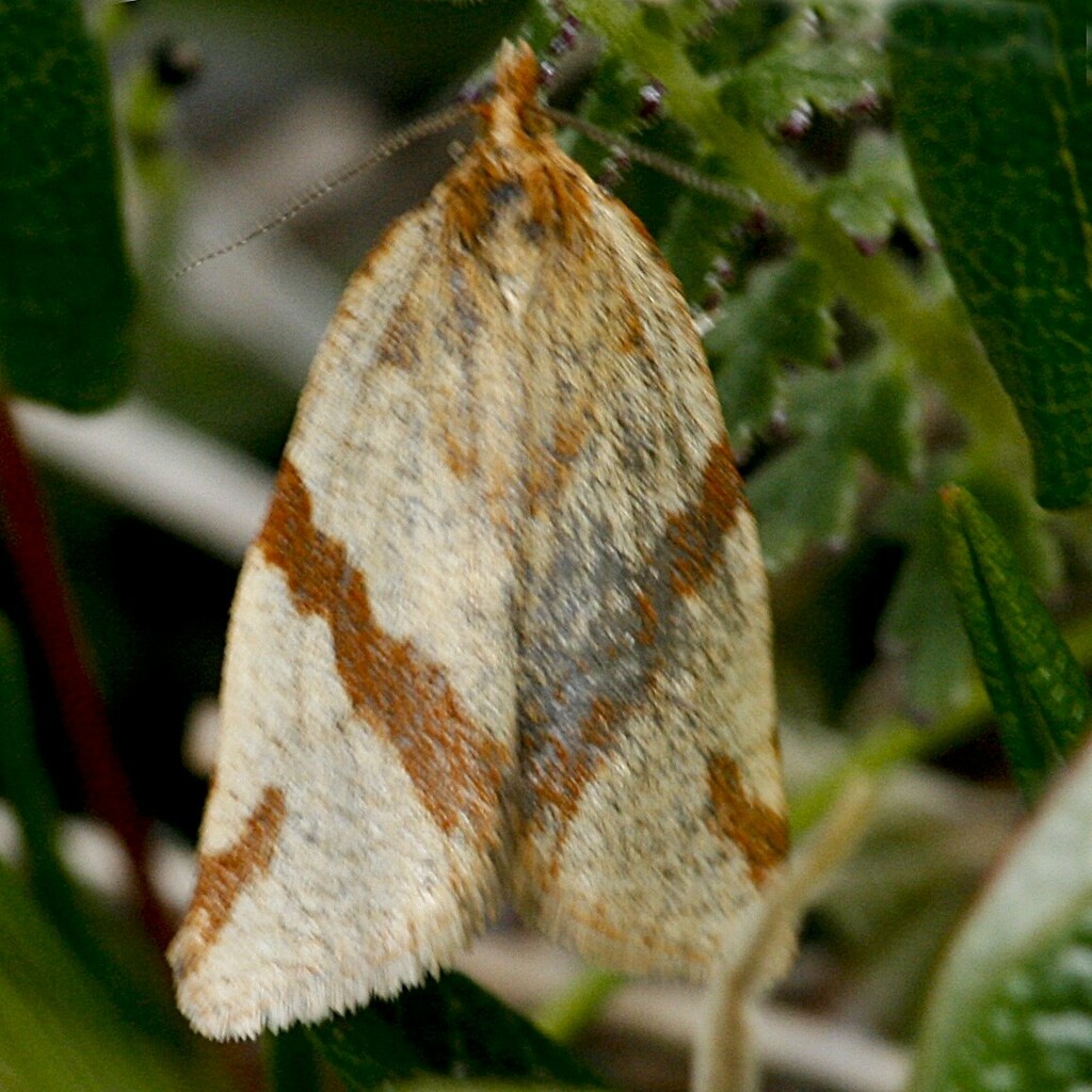 Clepsis moeschleriana from Cassiar, Stikine Region, BC, Canada on July ...