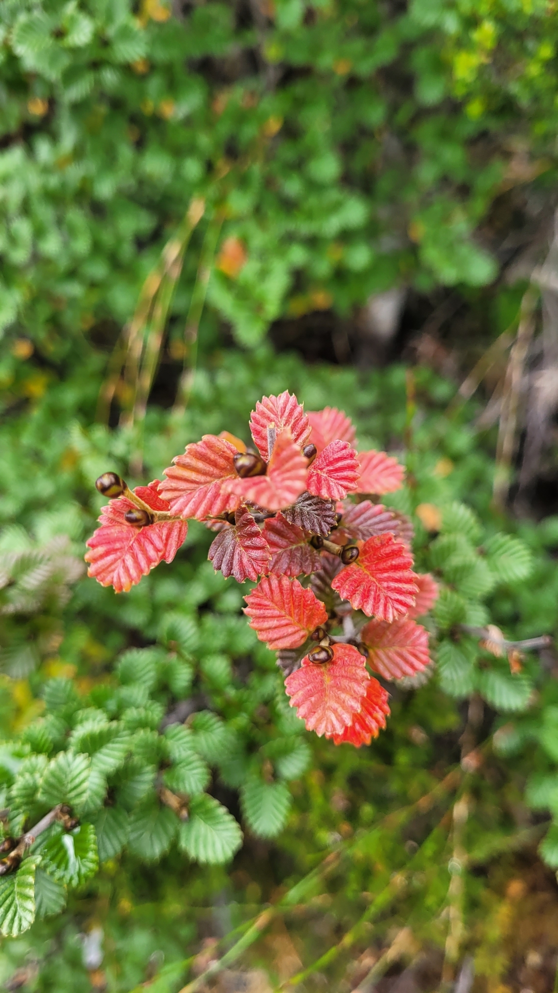 Nothofagus gunnii (Hook.f.) Oerst.