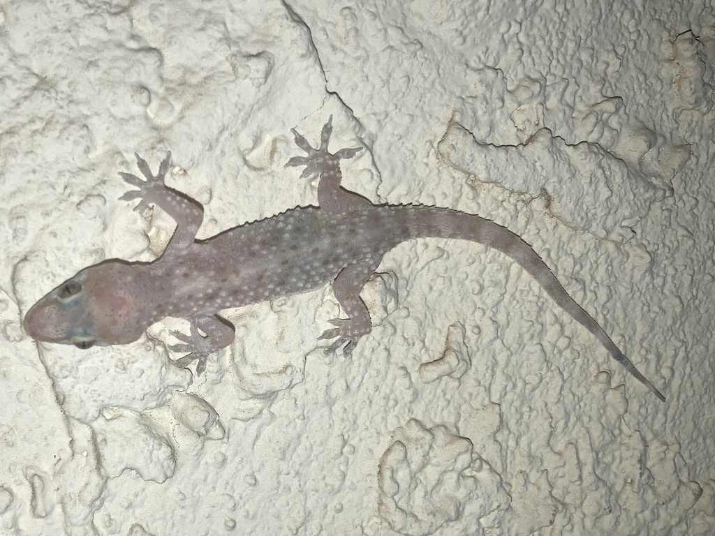 Mediterranean House Gecko in April 2023 by Grigory Heaton · iNaturalist