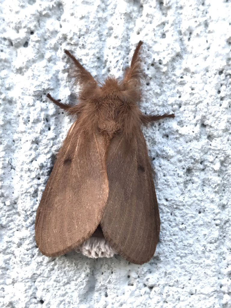 Lappet Moths from Nova Santa Rita on April 9, 2023 at 05:37 PM by ...