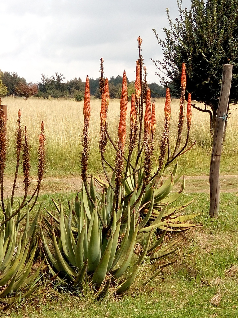 Reitz's aloe in April 2018 by Reuben Heydenrych · iNaturalist