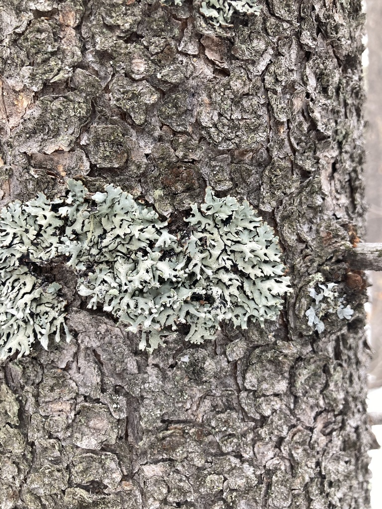 Tube Lichens from Kananaskis, AB T0L, Canada on April 08, 2023 at 12:46 ...