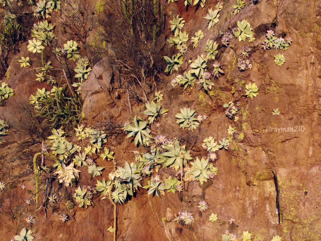 Agave infiernilloensis from La Huacana, Mich., México on March 28, 2023 ...