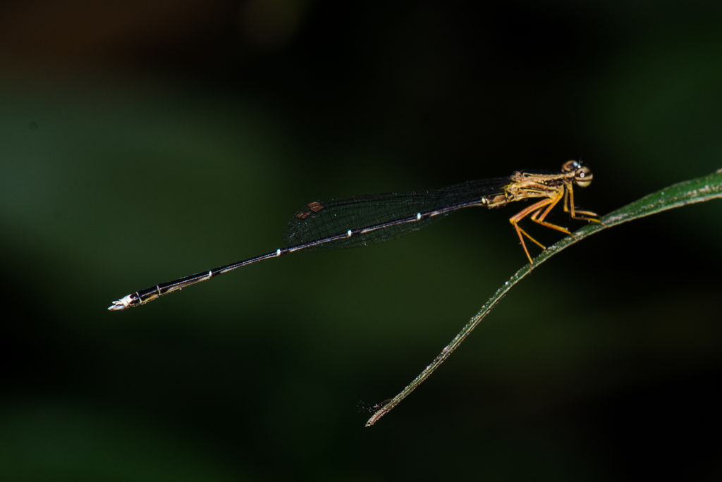 Blue Bush Dart (Odonata of Indonesian) · iNaturalist
