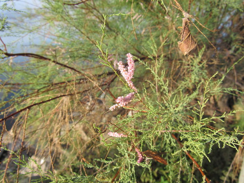 Red Tamarisk (Plants of Highline Lake State Park) · iNaturalist