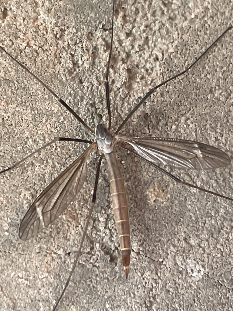 Crane Flies from County Road 187, Comanche, TX, US on April 9, 2023 at ...