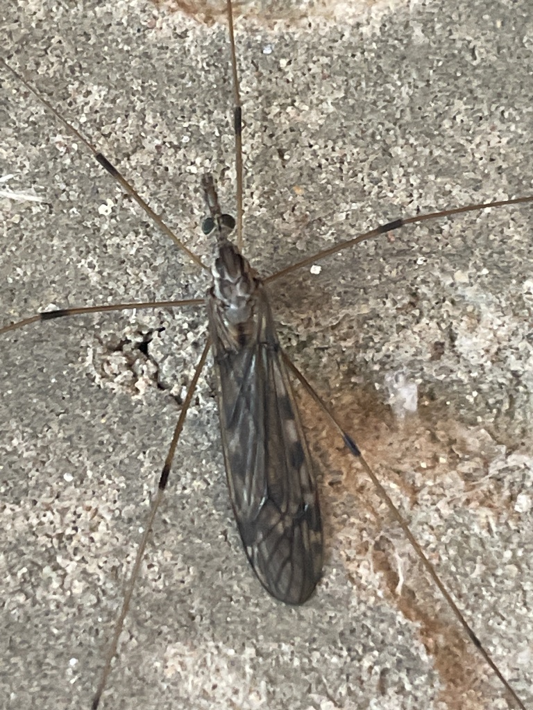 Large Crane Flies from County Road 187, Comanche, TX, US on April 9 ...