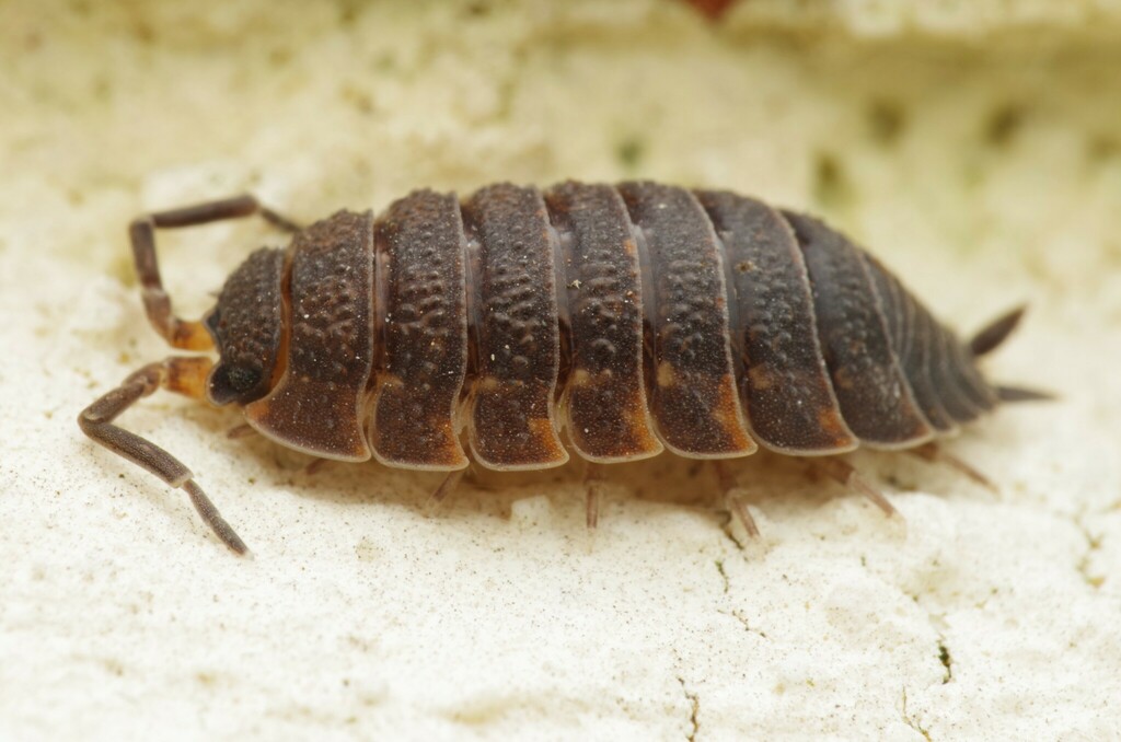 Common Rough Woodlouse in April 2023 by Ludivine Lamare · iNaturalist