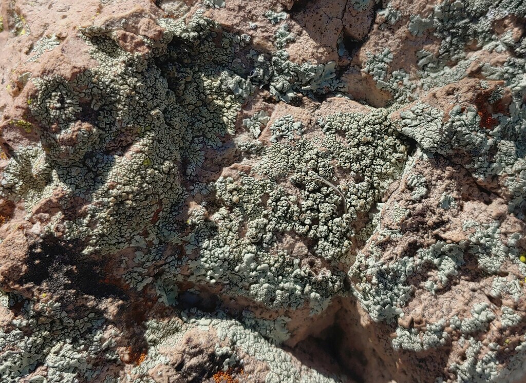 Green Rock-posy from Pima County, AZ, USA on March 19, 2021 at 12:10 PM ...