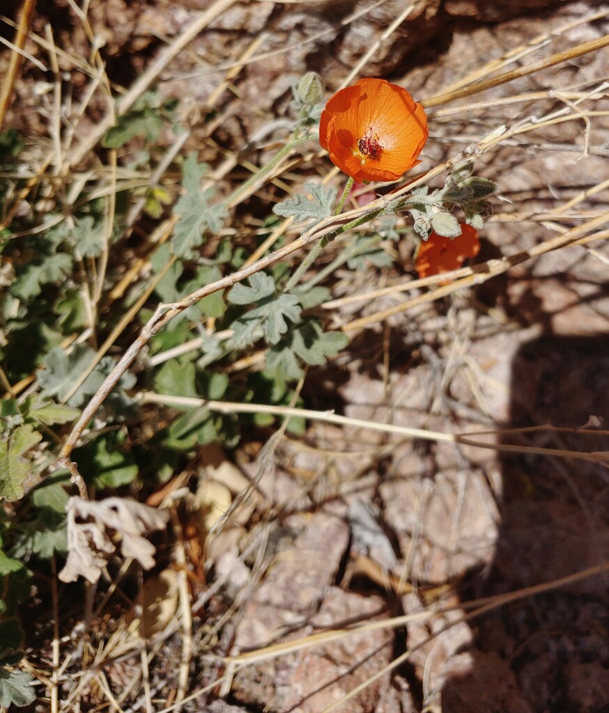 caliche globemallow from Pima County, AZ, USA on March 19, 2021 at 01: ...