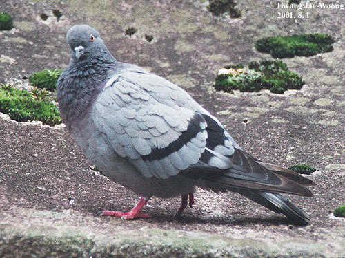 Hill Pigeon (Columba rupestris) - Avian Discovery