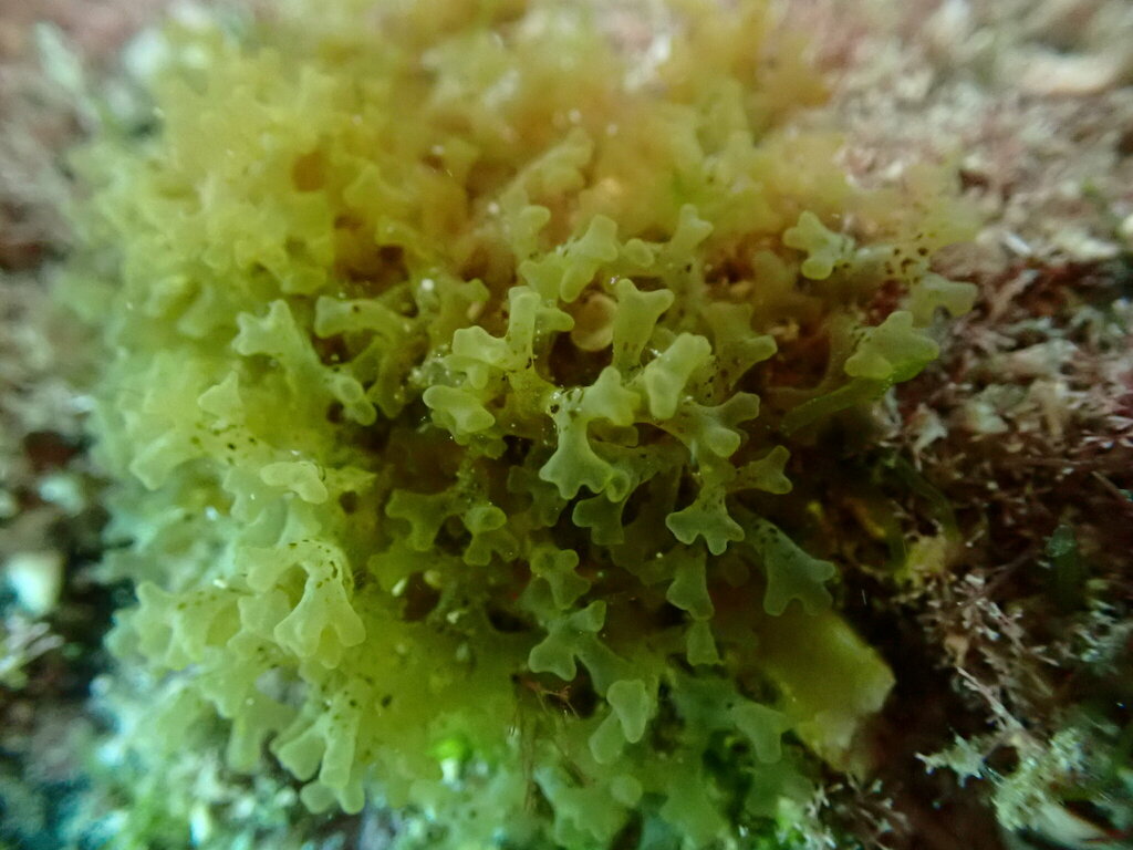 Colpomenia ramosa (Algas marinas de Costa Rica) · iNaturalist