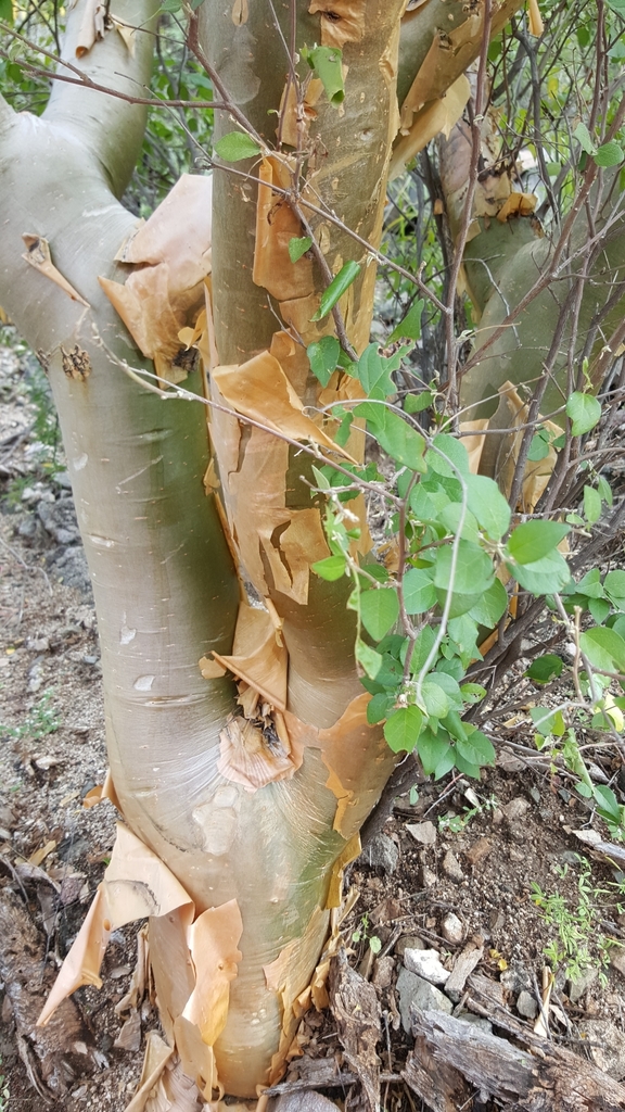 Torote prieto (Paleta Vegetal de Hermosillo) · iNaturalist
