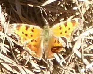 Eastern Comma from Huron County, ON, Canada on April 9, 2023 at 05:57 ...