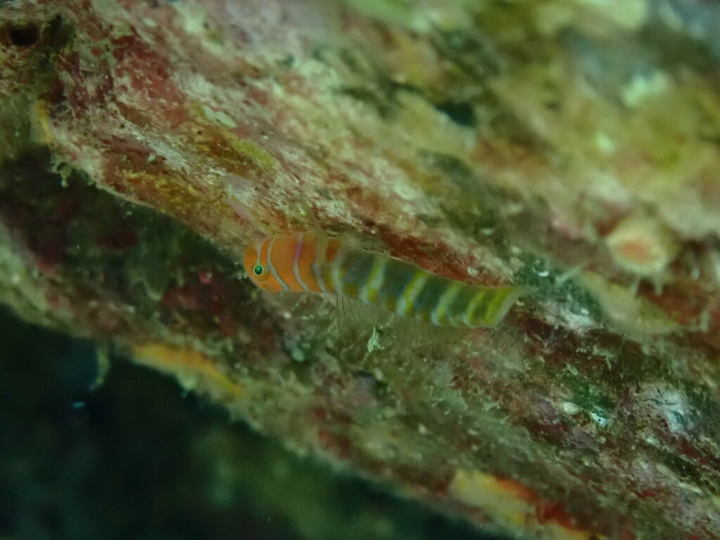 Broken-back cleaner-goby (Peces arrecifales del Pacífico de Costa Rica ...
