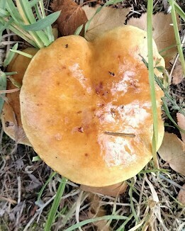 Slippery Jacks from Queenstown, New Zealand on April 01, 2023 at 04:47 ...