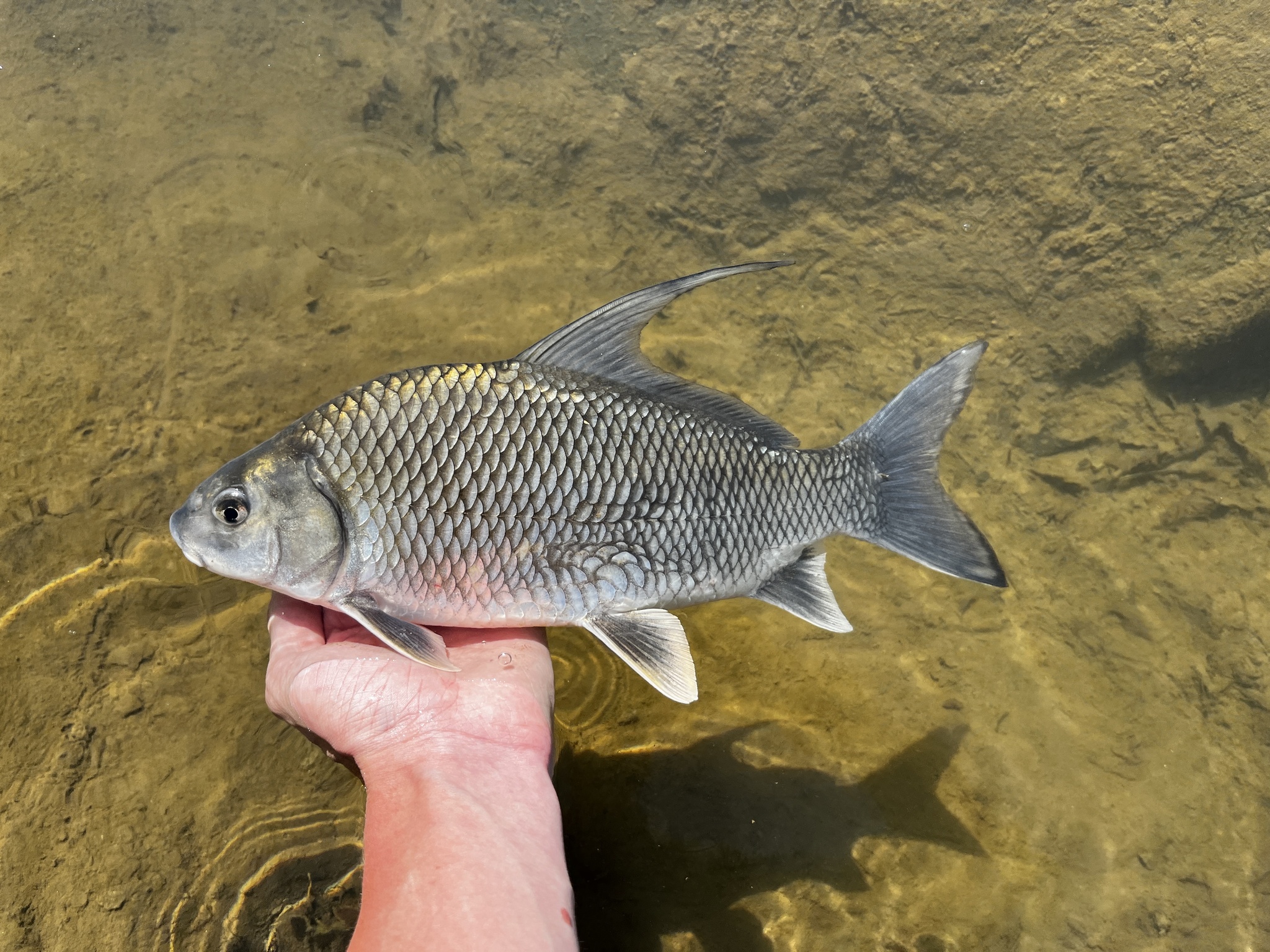 Carpiodes cyprinus (Lesueur, 1817)