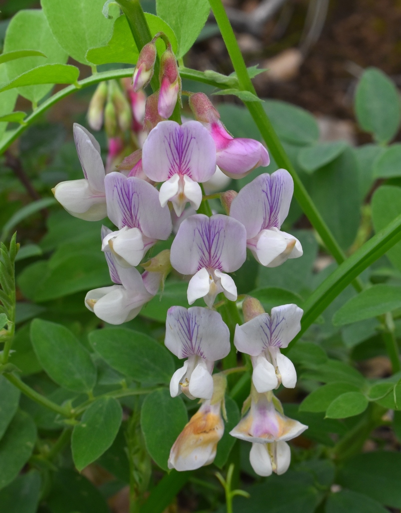 Pacific pea from Fiske Peak Blue Ridge Trail Yolo County, CA, USA on ...