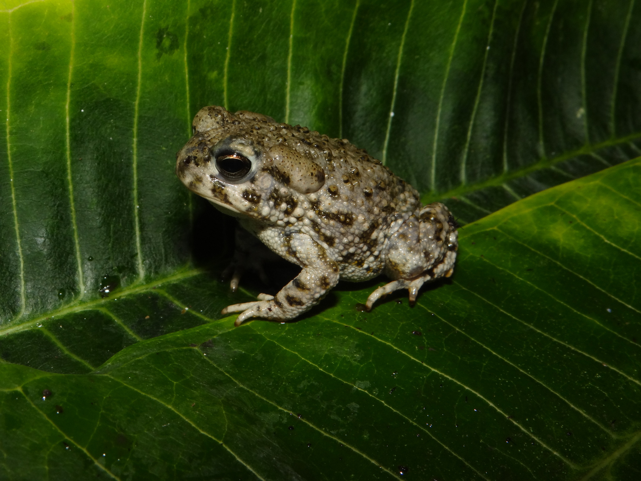 Anaxyrus compactilis (Wiegmann, 1833)