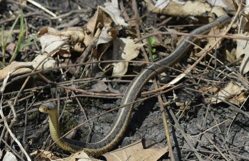 Observations by nicothoe · iNaturalist