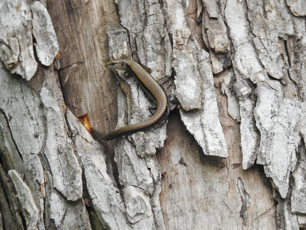 Little Brown Skink from Lewisville, TX, USA on April 09, 2023 at 04:12 ...
