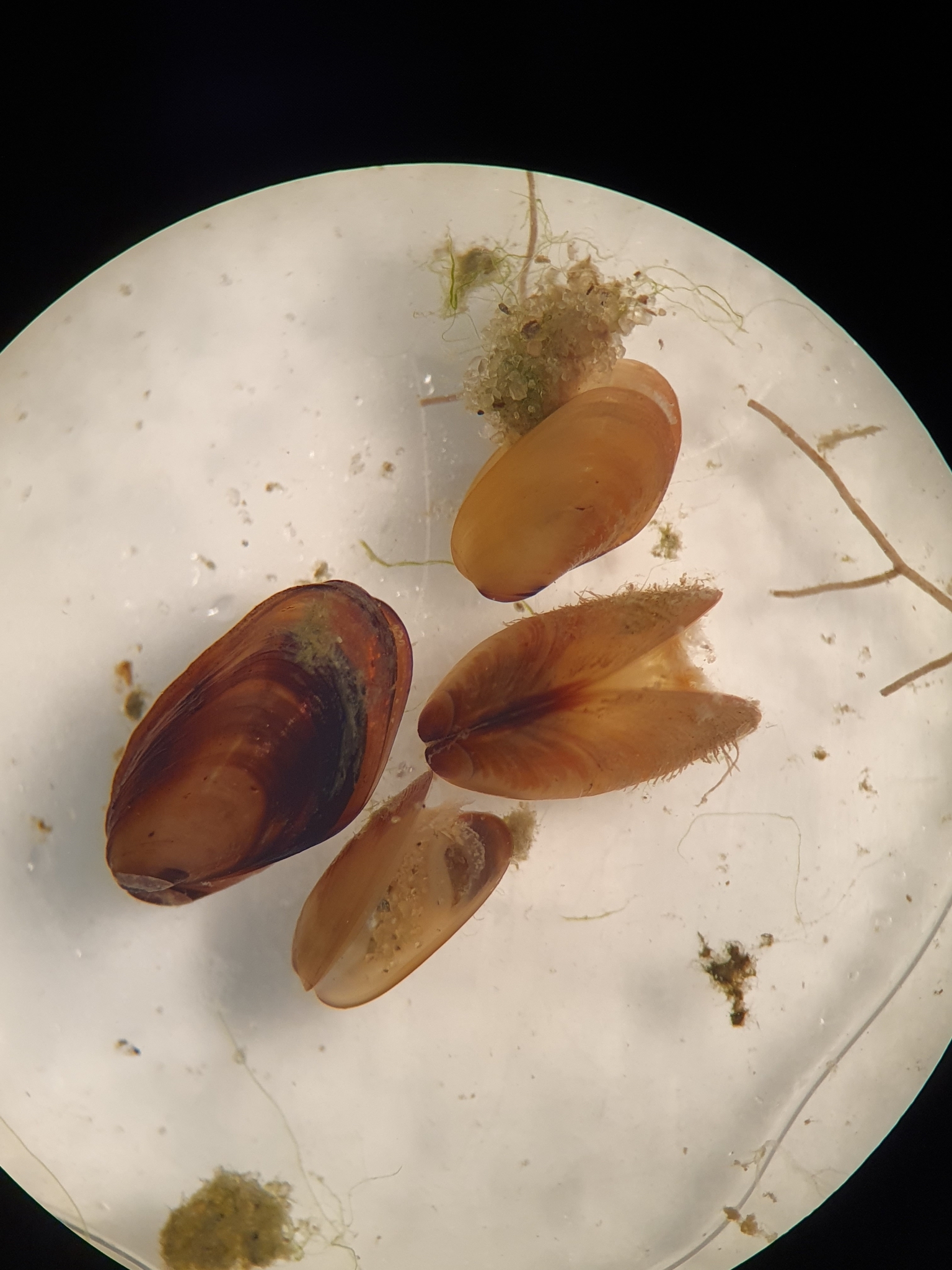 Xenostrobus securis (Lamarck, 1819)