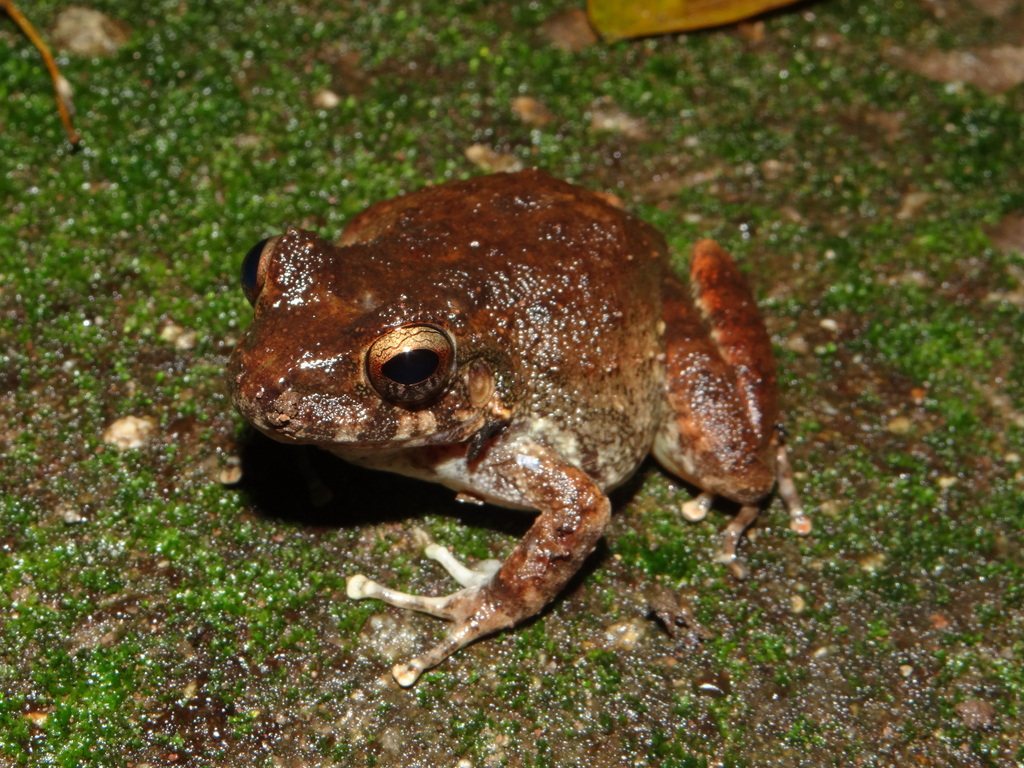 Craugastor vocalis from Minatitlán Municipality, Colima, Mexico on July ...