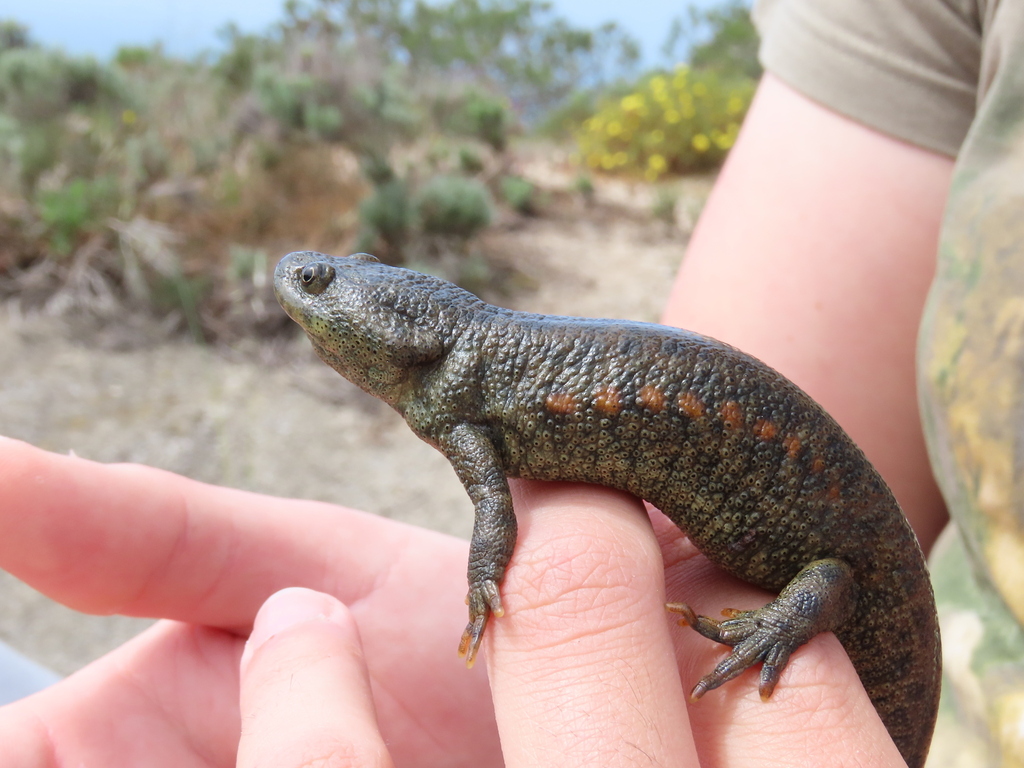 Iberian Ribbed Newt from Almada on March 31, 2023 at 12:32 PM by Tiago ...