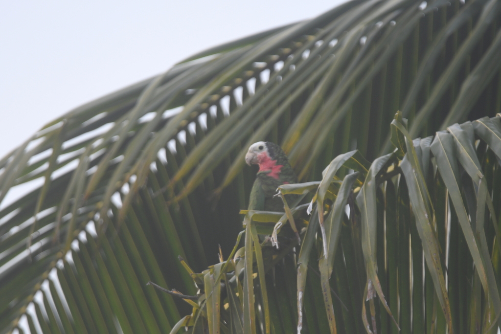 Cuban Parrot in March 2023 by Brian Johnson · iNaturalist