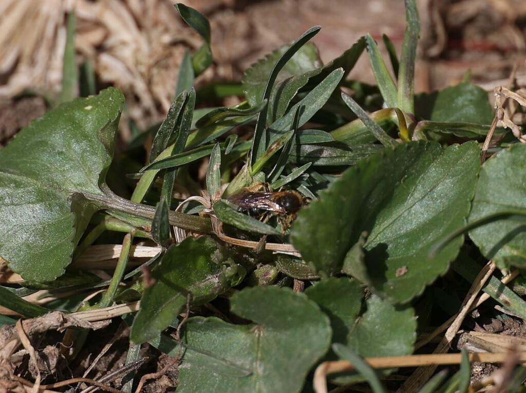 Miserable Mining Bee from Rockford, IL, USA on April 09, 2023 at 02:54 ...