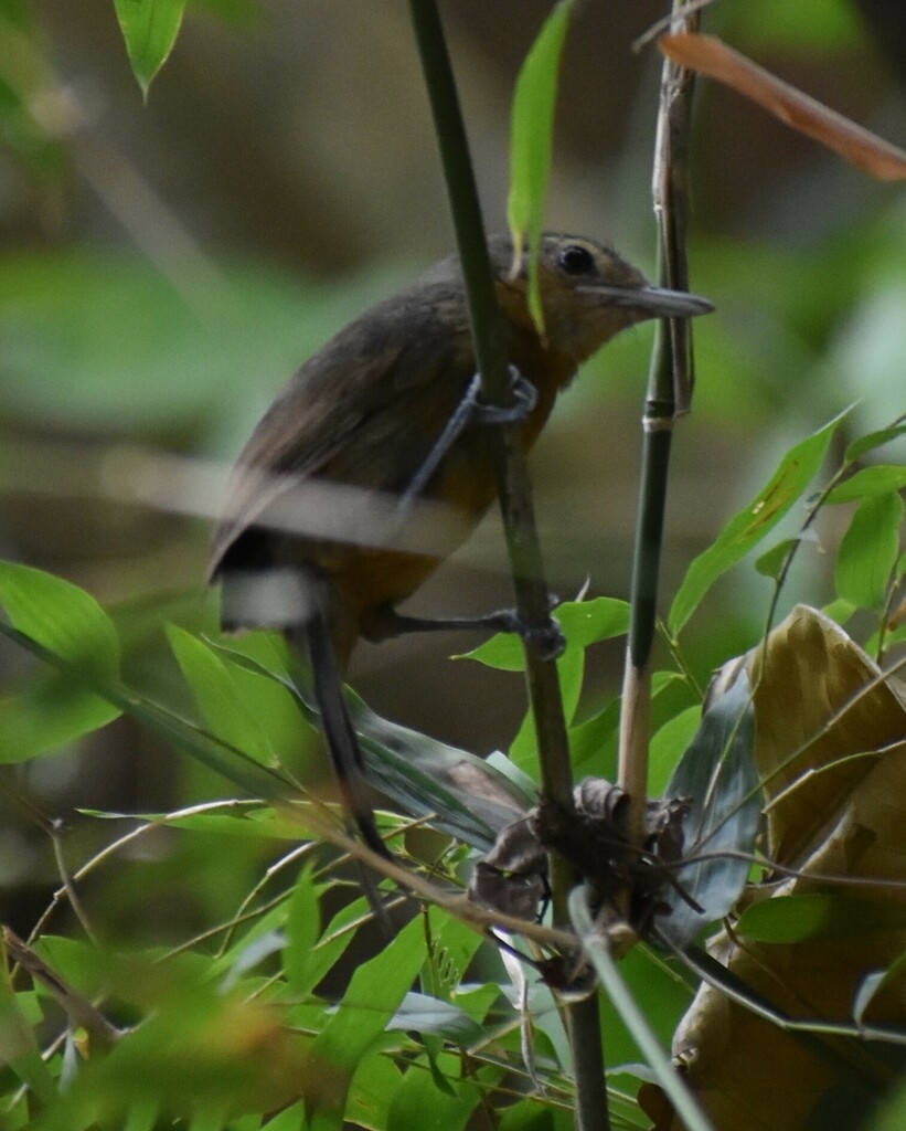 Dusky Antbird from Panama City, Panama on April 08, 2023 at 12:53 PM by ...
