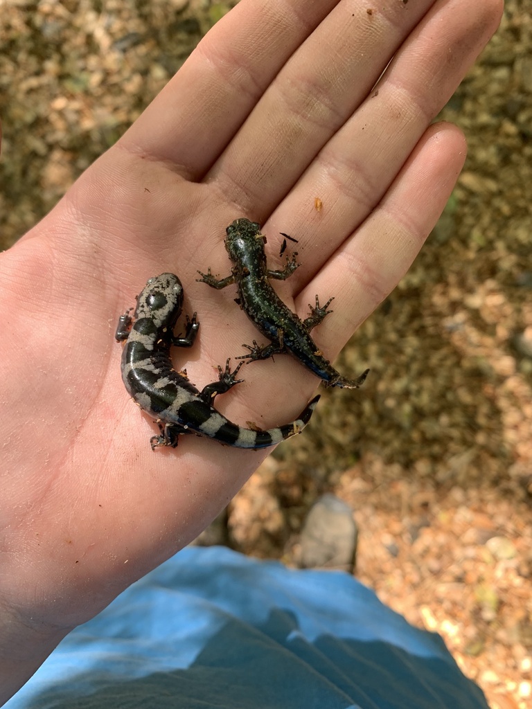 Marbled Salamander in April 2023 by Michael Rice. normal one · iNaturalist