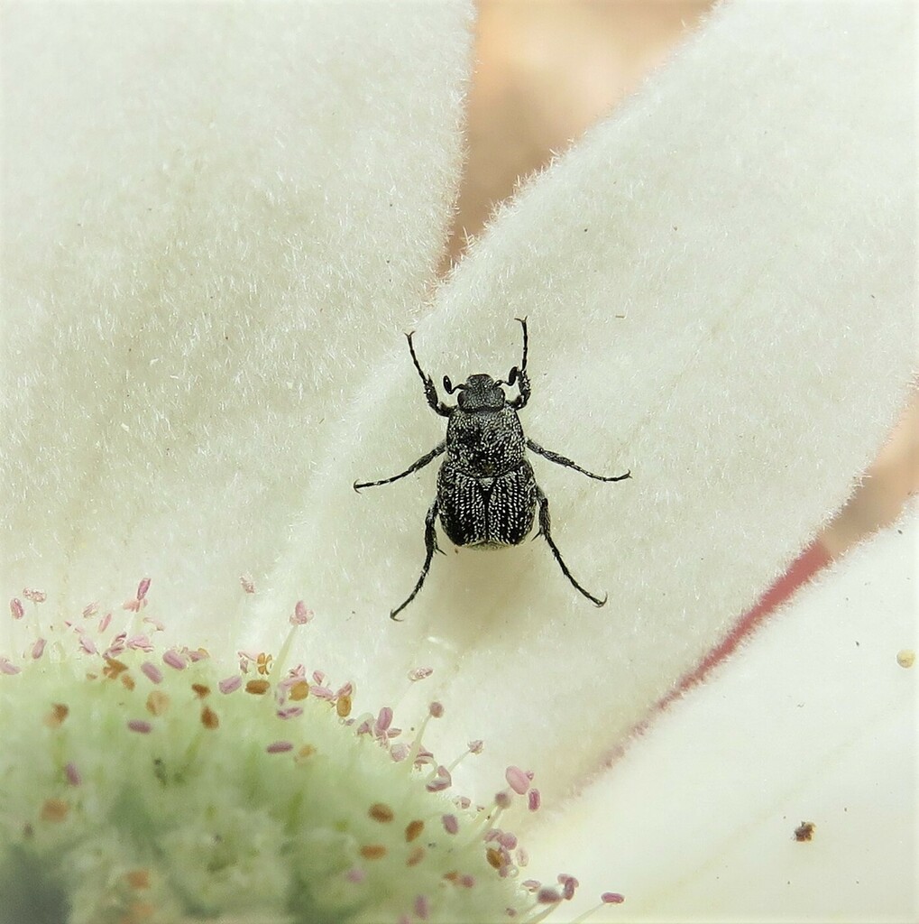 Scarabs from Wallaga Lake NSW 2546, Australia on November 23, 2022 at ...